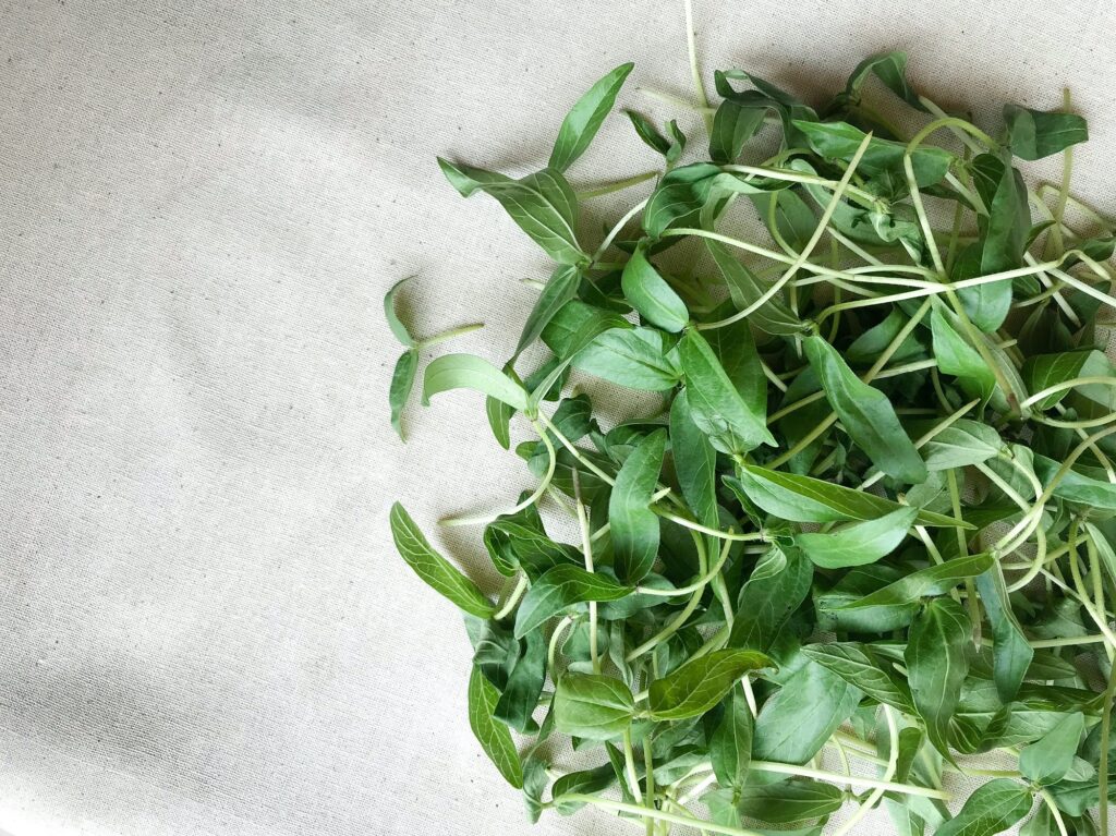 Microgroenten; wat zijn dat? | Drogespieren.nl